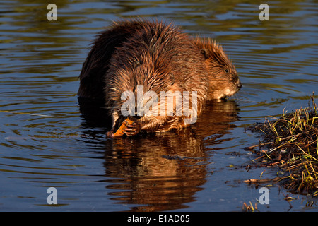 An adult wild beaver sitting on his beaver dam eating some fresh green ...