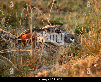African Hare in savannah, Masai Mara National Reserve, Kenya, Africa ...