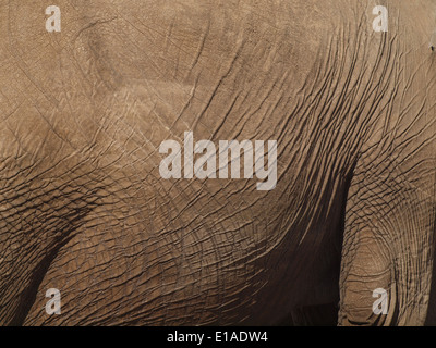 Detail of elephant skin and flank in Kenya Stock Photo - Alamy