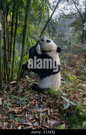 Giant panda reaching up for some bamboo, Bifeng Xia, Sichuan, China ...