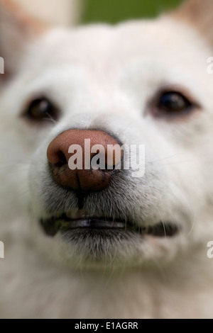 Closeup of a dog's snout Stock Photo - Alamy