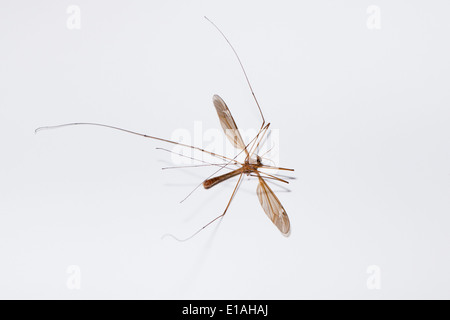 Dead crane fly (Diptera tipulidae Stock Photo - Alamy