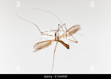 Dead crane fly (Diptera tipulidae Stock Photo - Alamy