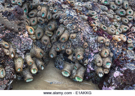 Sea Anemones in Tide Pool Point Dume Malibu California USA Stock Photo ...