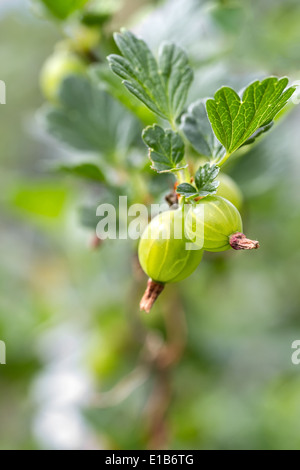 Close up of ripening gooseberries on a branch in a garden in the summer ...