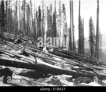 The aftermath of the 1910 fires reshaped forest ecosystems across the U ...
