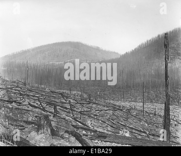 The aftermath of the 1910 Fires, one of the largest wildfires in U.S ...