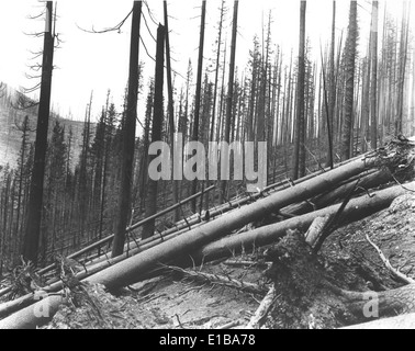 The aftermath of the 1910 fires left a significant impact on the ...