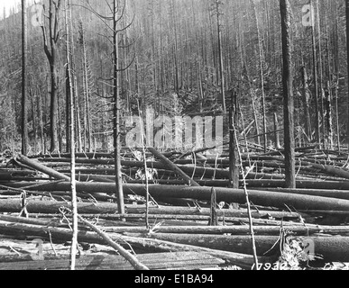 The aftermath of the 1910 Fires reveals the extent of destruction to ...