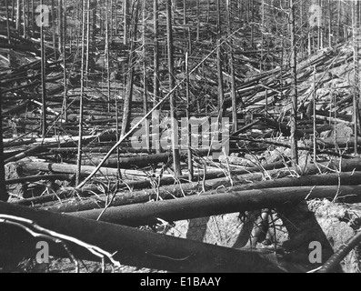 This image shows the aftermath of the 1910 Fires, one of the largest ...