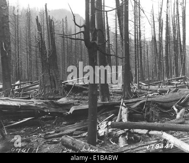 The aftermath of the 1910 fires, one of the largest wildfires in U.S ...