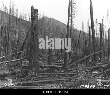 The aftermath of the 1910 fires left a significant impact on the ...