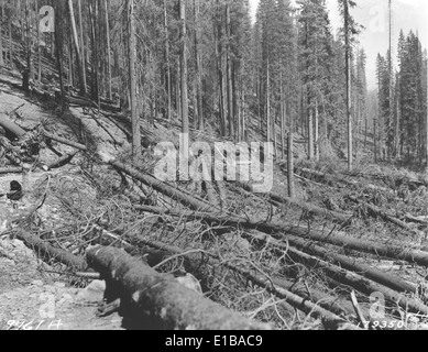 The aftermath of the 1910 Fires, which were a series of large wildfires ...
