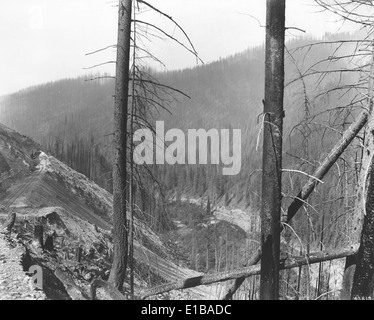 This image captures the aftermath of the 1910 fires, one of the largest ...