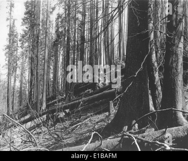 The 1910 Fires, one of the largest wildfires in U.S. history, left ...