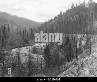 The aftermath of the 1910 fires in the Western U.S. is captured ...