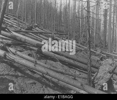 The aftermath of the 1910 Fires, one of the largest wildfires in U.S ...