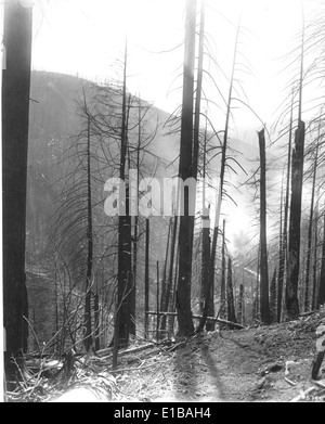 The 1910 Fires, one of the largest wildfires in U.S. history, left ...