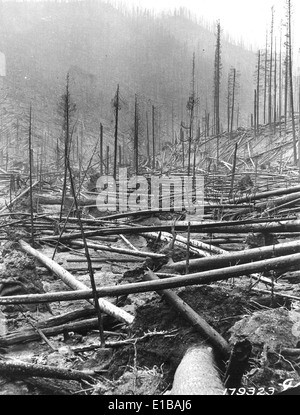 The aftermath of the 1910 fires, one of the largest wildfires in U.S ...