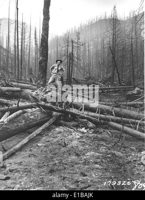 The aftermath of the 1910 fires shows the impact on the forest ...