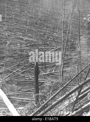 This image captures the aftermath of the 1910 fires, one of the largest ...