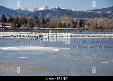 Canadian Geese wintering in Colorado on Lake Loveland, enjoying the ice ...