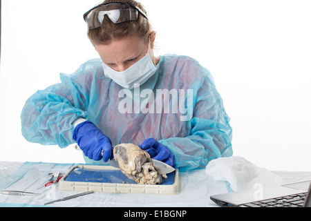 Anatomy Class Dissection, Female Medical Student Stock Photo - Alamy