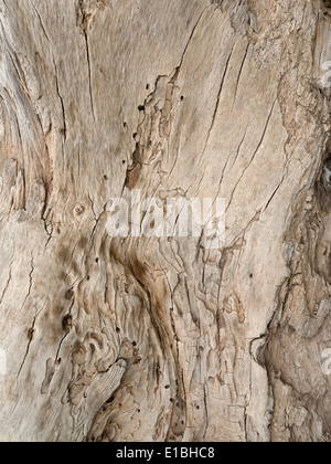 Close up of gnarled uprooted tree stump Stock Photo - Alamy
