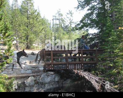 Pack string recreation in the Bitterroot Mountains involves hiking with ...