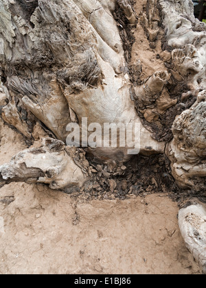 Close up of gnarled uprooted tree stump Stock Photo - Alamy