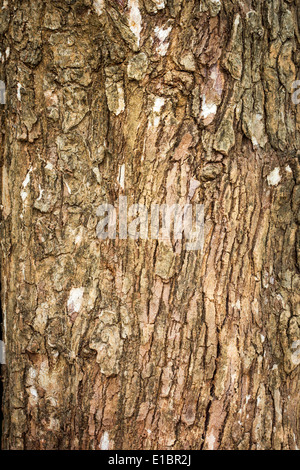 Bark Tree texture only full frame in nature Stock Photo - Alamy