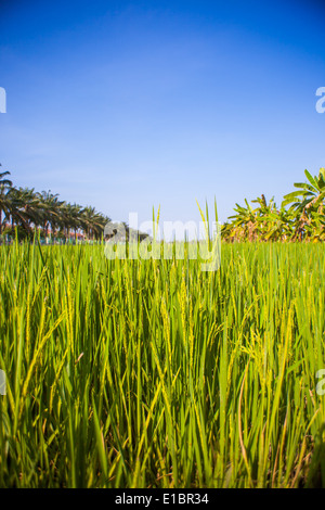 Rice seedlings field in THAILAND Stock Photo - Alamy