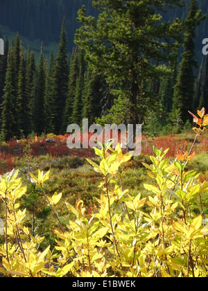The 2011 fall colors in the Bitterroot region showcase the vibrant ...