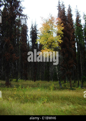 The 2011 fall season in the Bitterroot Mountains brought vibrant autumn ...