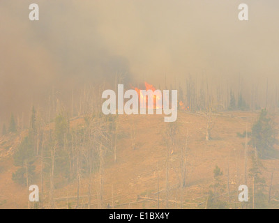 The 41 Complex Fires, which occurred in the Bitterroot National Forest ...