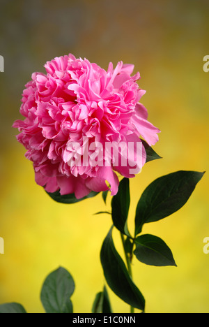 Pink peony flower in dew drops close up. Selective focus Stock Photo ...