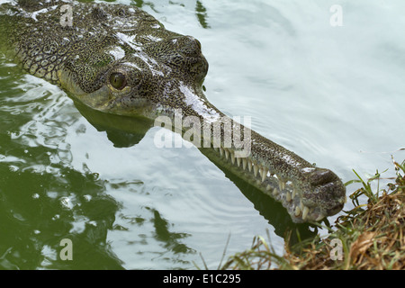 Gharial, Gavialis gangeticus. Endangered species. Katraj Snake Park ...