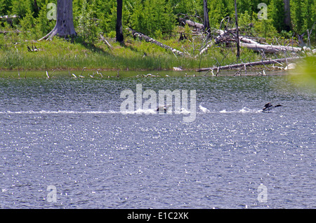 Glacier View Ranger District, Flathead NF Stock Photo - Alamy