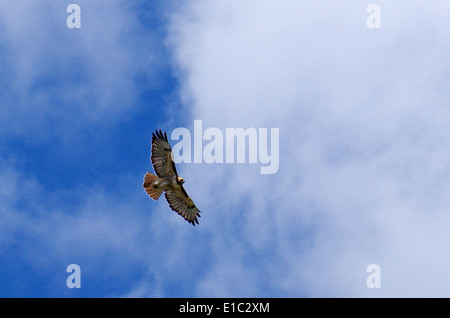 Glacier View Ranger District, Flathead NF Stock Photo - Alamy