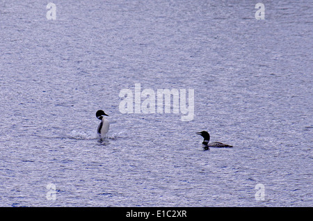 Glacier View Ranger District, Flathead NF Stock Photo - Alamy