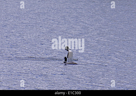 Glacier View Ranger District, Flathead NF Stock Photo - Alamy