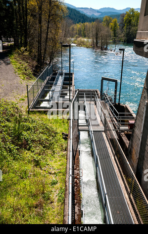 Leaburg Dam and fish hatchery in Vida near covered bridge near ...