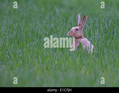 White hare called the ghost hare in the Scottish Borders Stock Photo ...