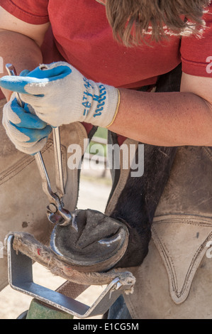 Female farrier trimming horses hooves Stock Photo - Alamy