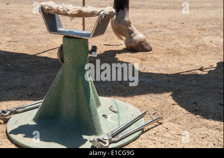 Farrier foot stand and trimming tools Stock Photo - Alamy