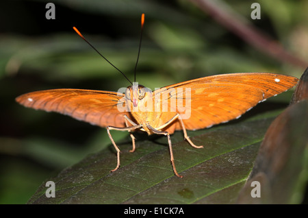 Male Common Archduke butterfly (Lexias pardalis Stock Photo - Alamy