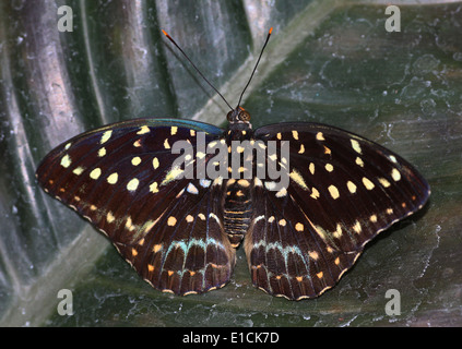 Female Common Archduke butterfly (Lexias pardalis Stock Photo - Alamy