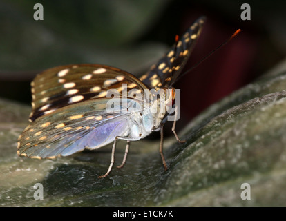Archduke Butterfly (Lexias pardalis Stock Photo - Alamy