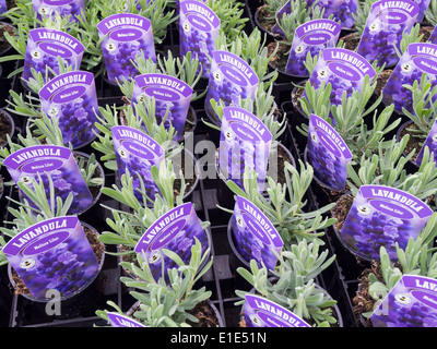 LAVENDER MELISSA LILAC Stock Photo - Alamy