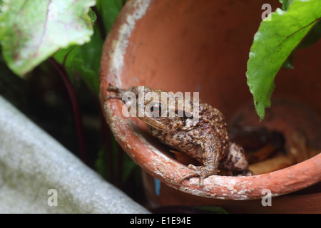 Common Toad Climbing Stock Photo - Alamy